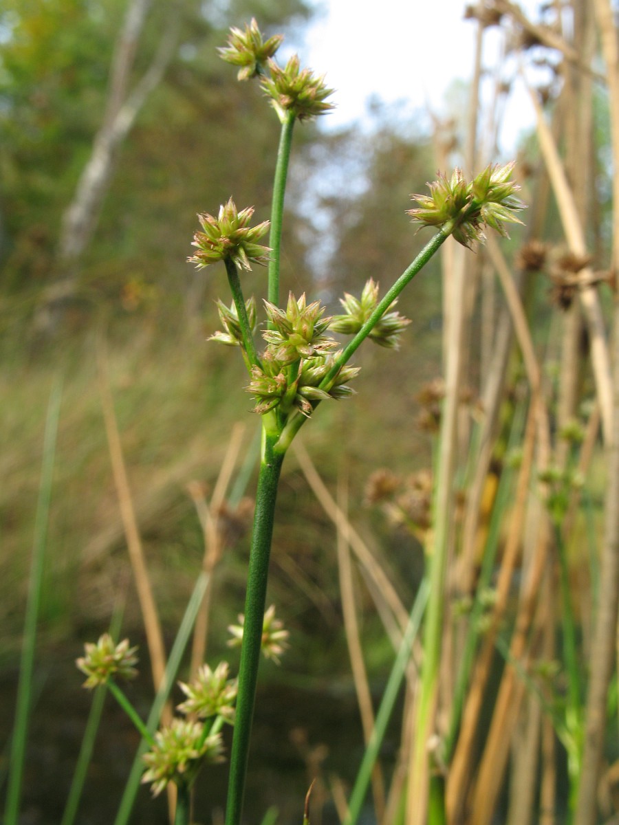 Juncus canadensis, Canadian Rush